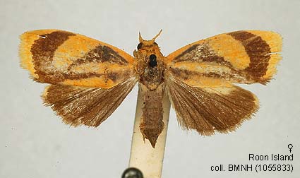 Papua Insects Foundation (Lepidoptera/Immidae/Imma crocozela)